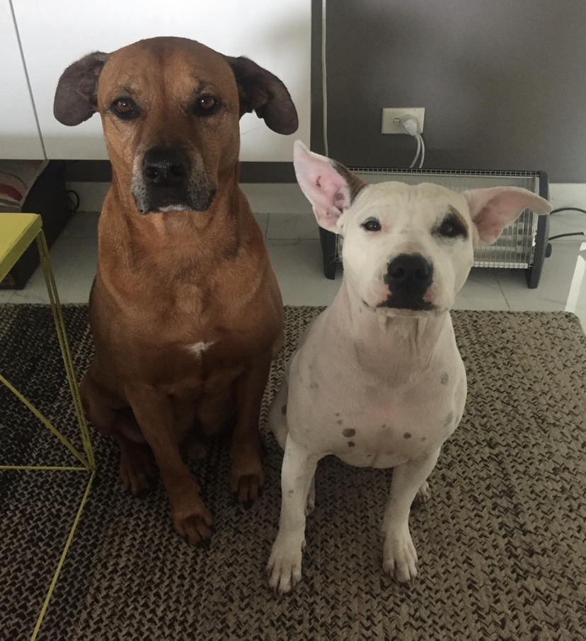 Provex Australia | Aussie Hemp