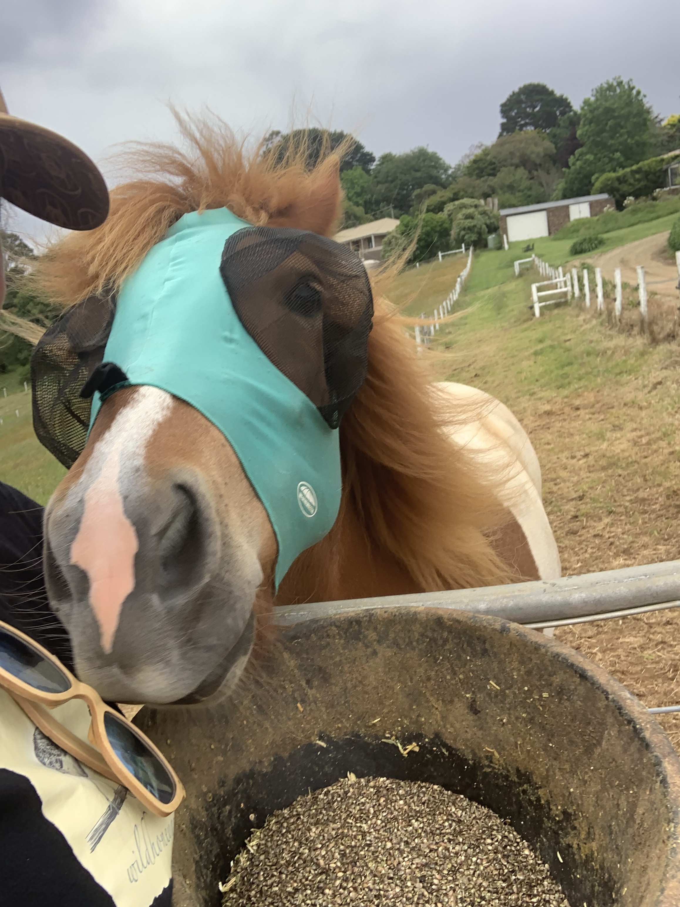 Provex Australia | Aussie Hemp