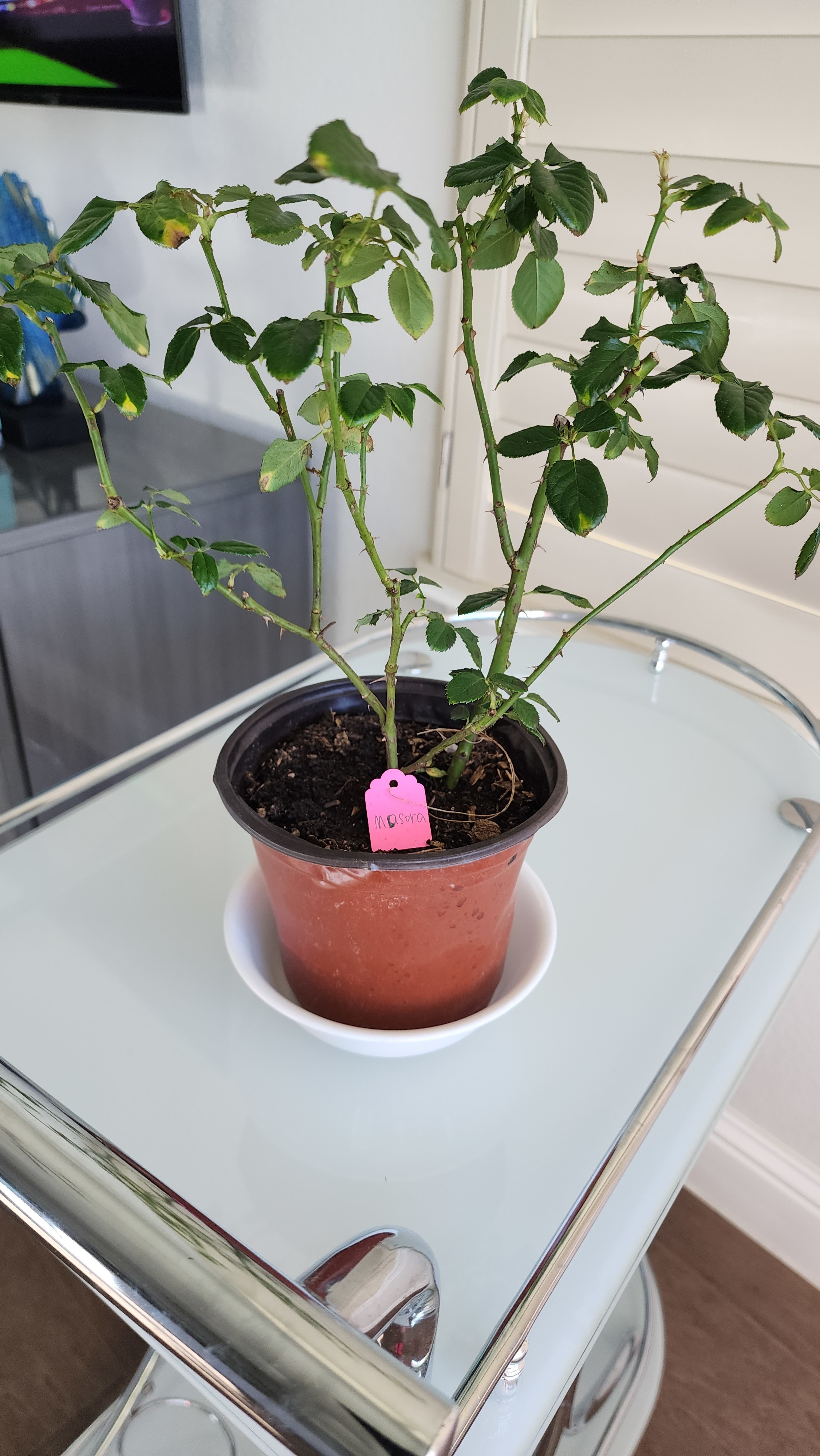 Coffee Latte Rose 拿铁咖啡 – Ergongzy Roses