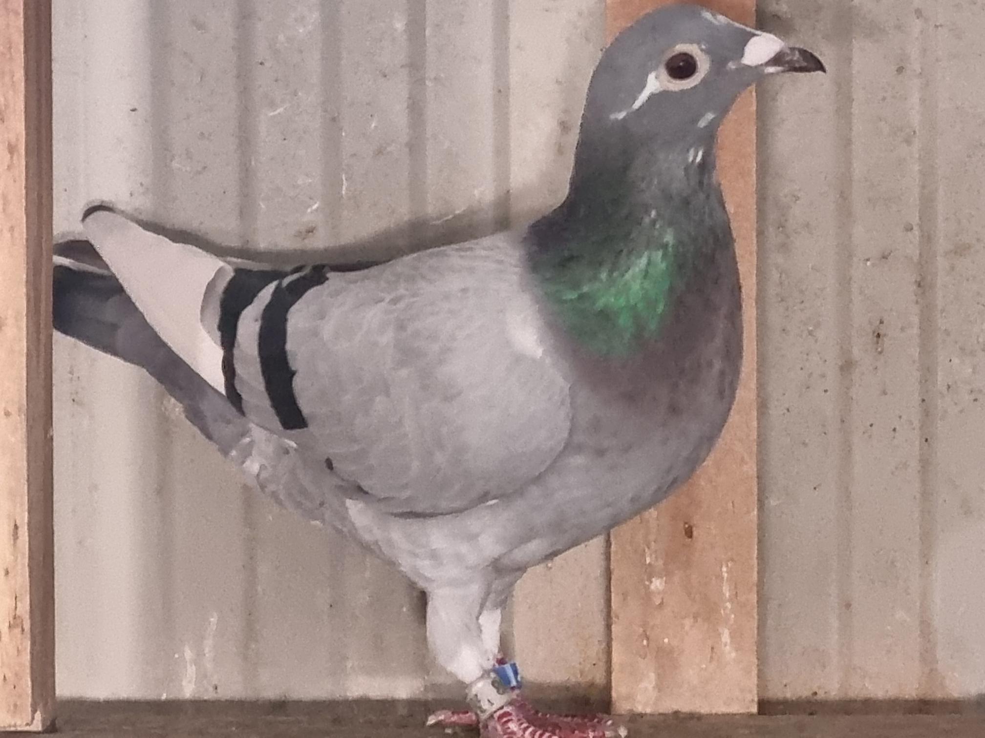 Provex Australia | Aussie Hemp