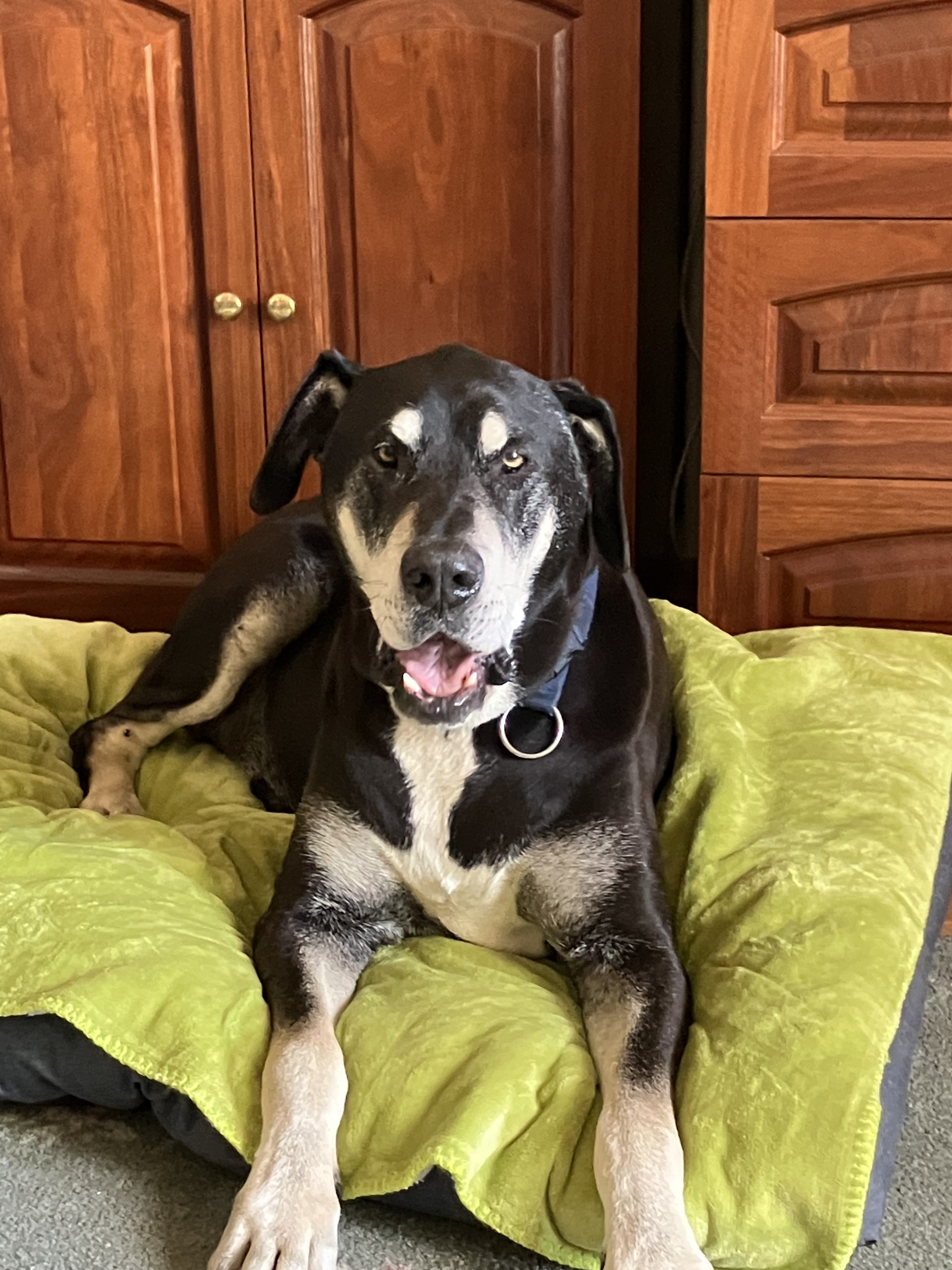 Provex Australia | Aussie Hemp