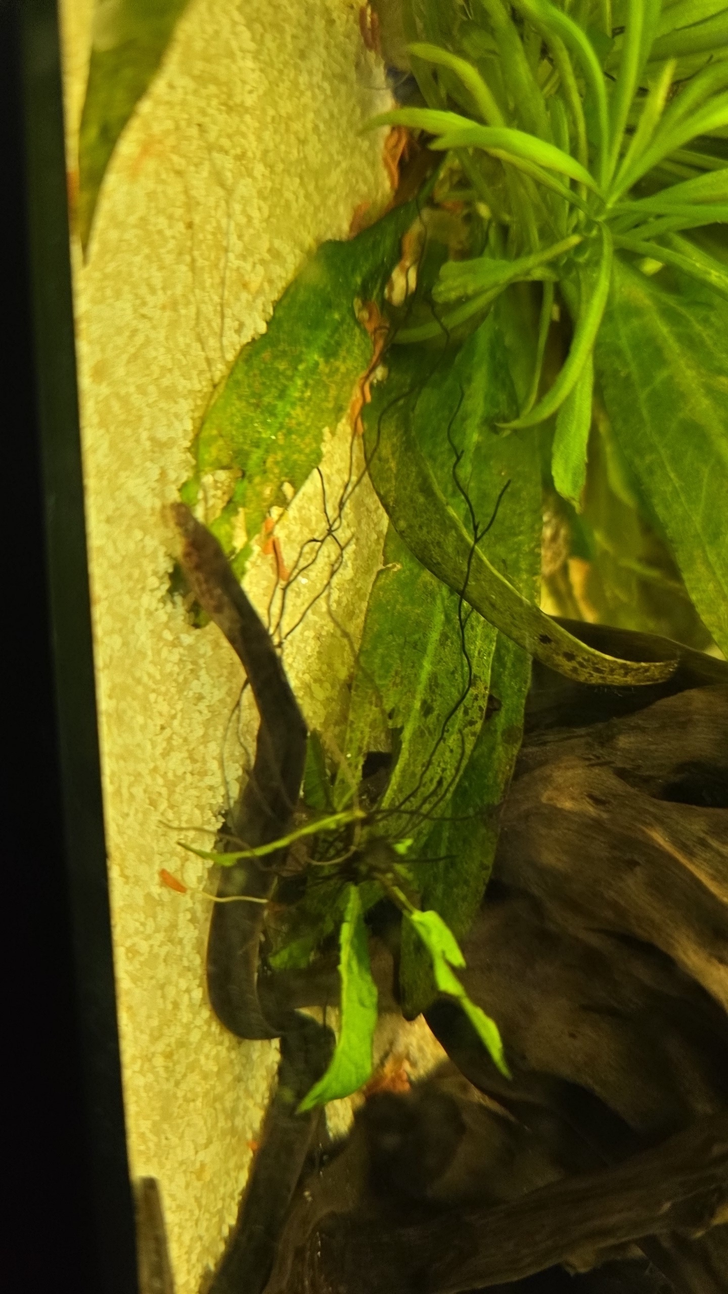 Xanthic Marble Senegalus Bichir 3-4.5” – ExoticFishGuy