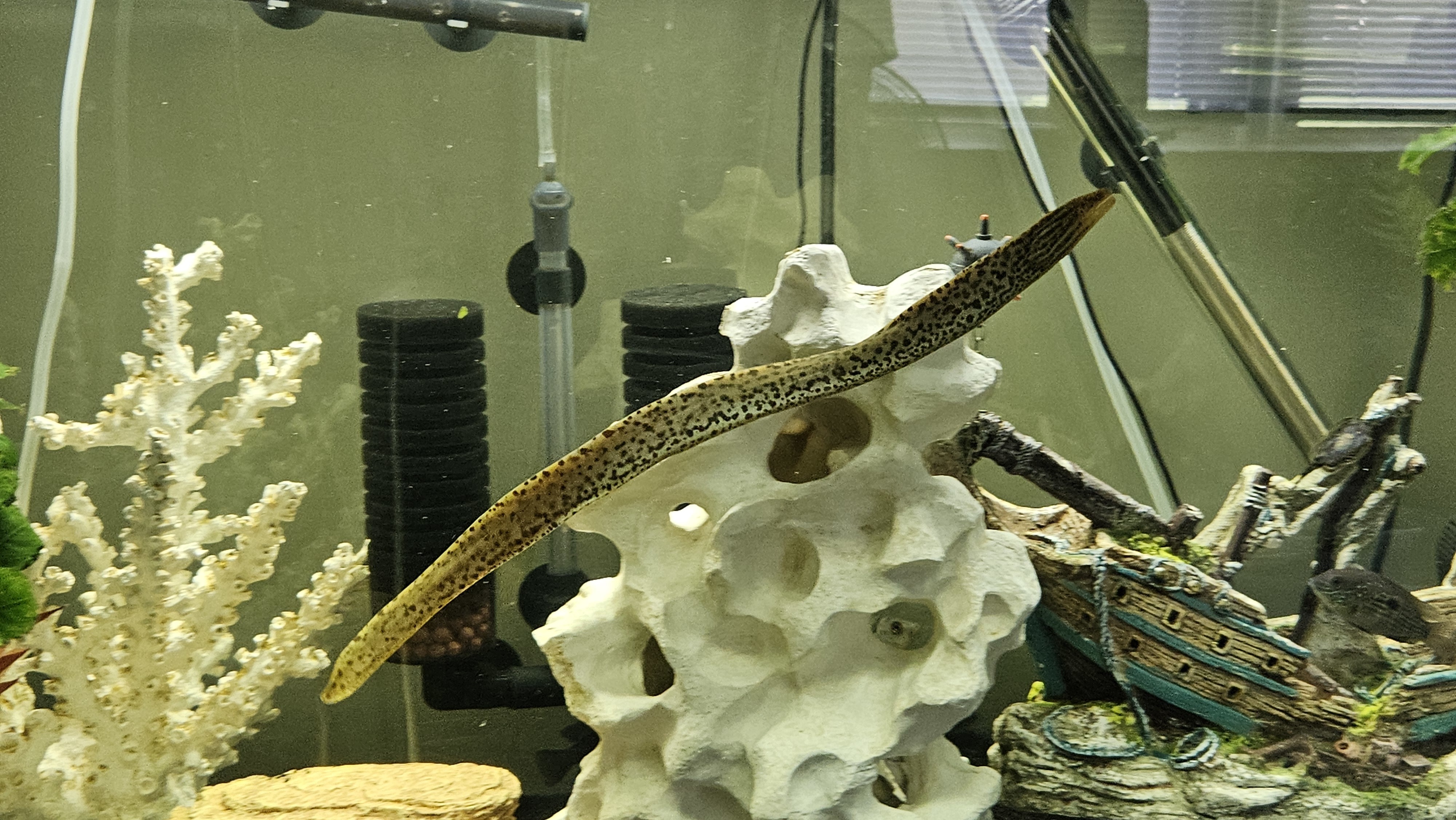 Baby Eels Unknown Species – ExoticFishGuy
