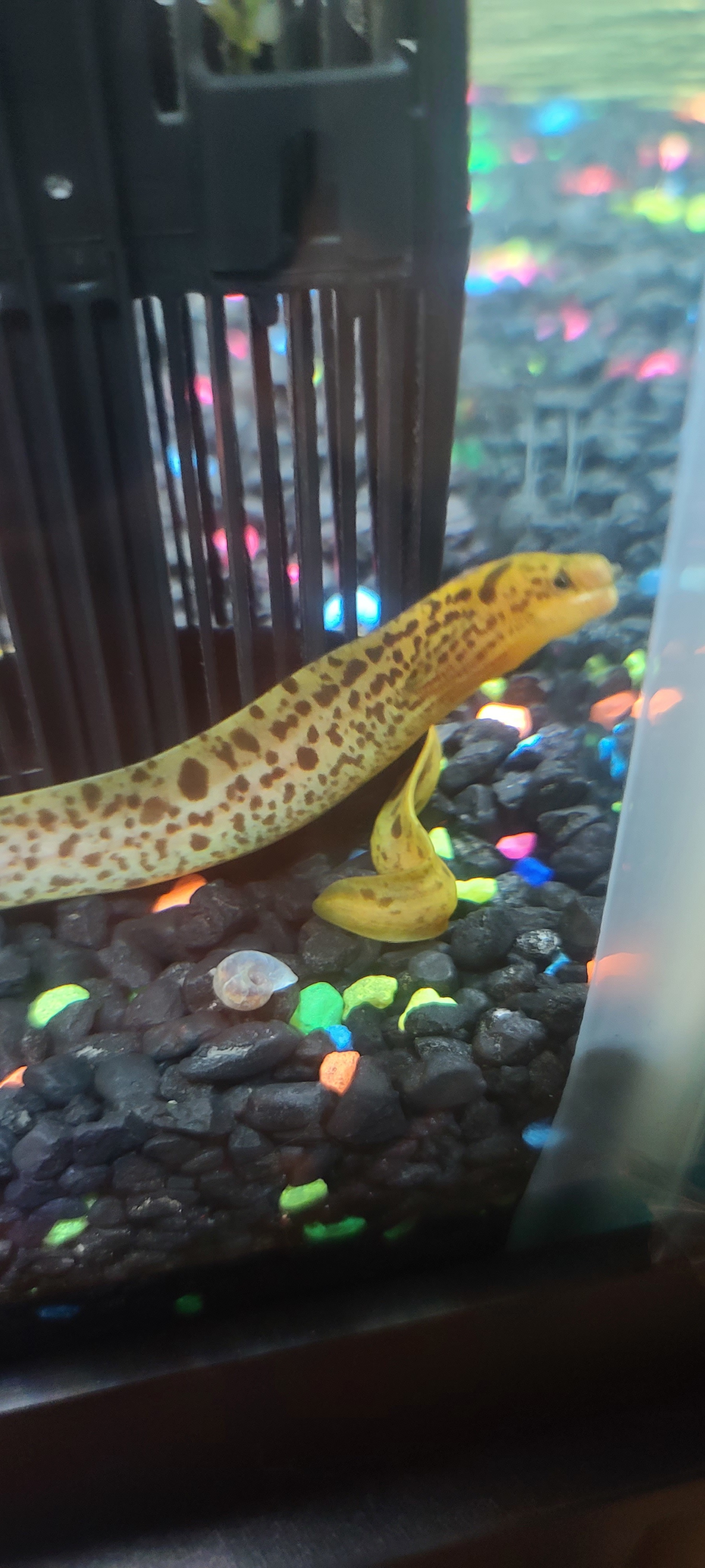 PREORDER: Marble Senegal Bichir Breeding Pair – ExoticFishGuy