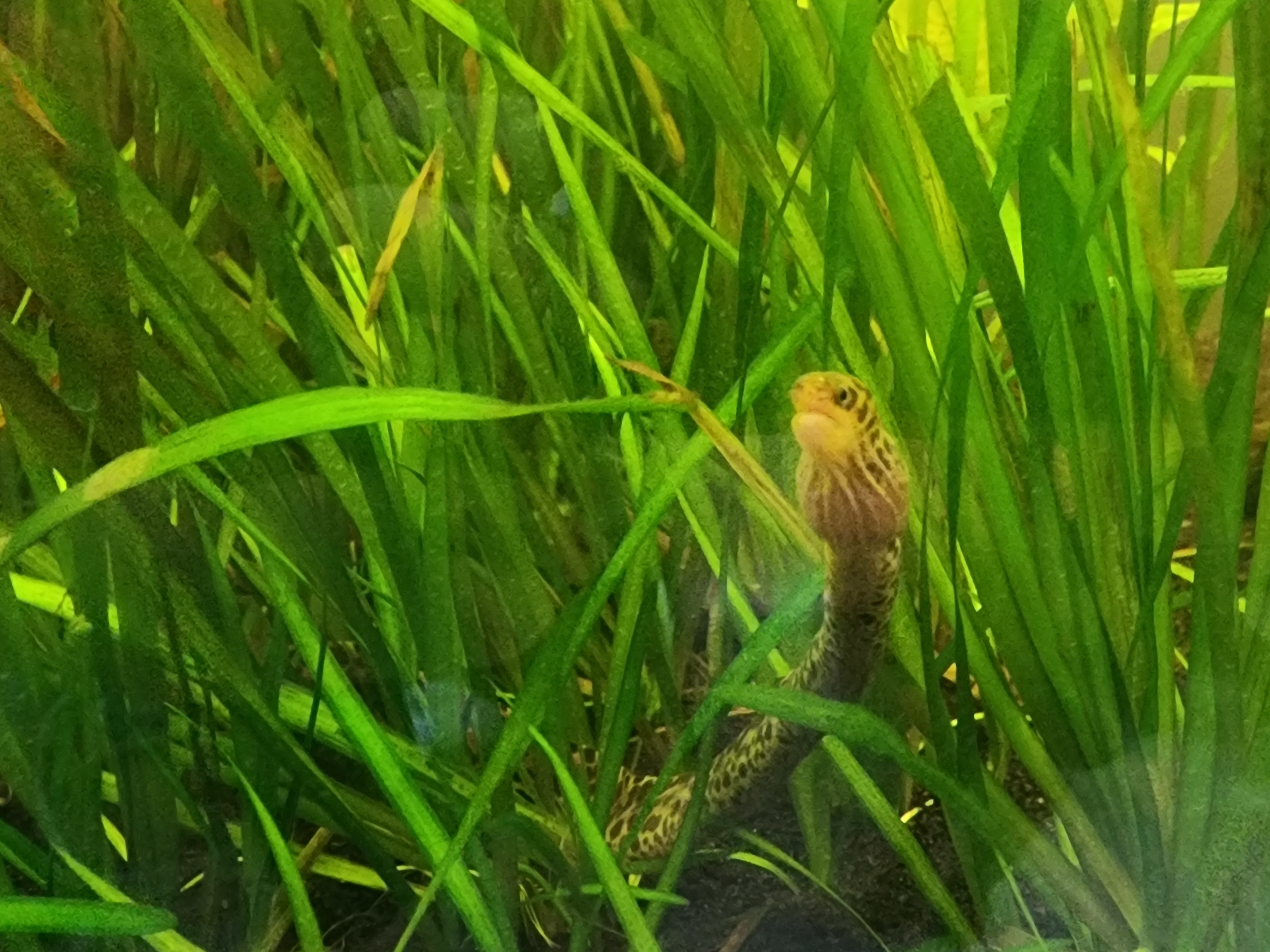 Baby Eels Unknown Species – ExoticFishGuy