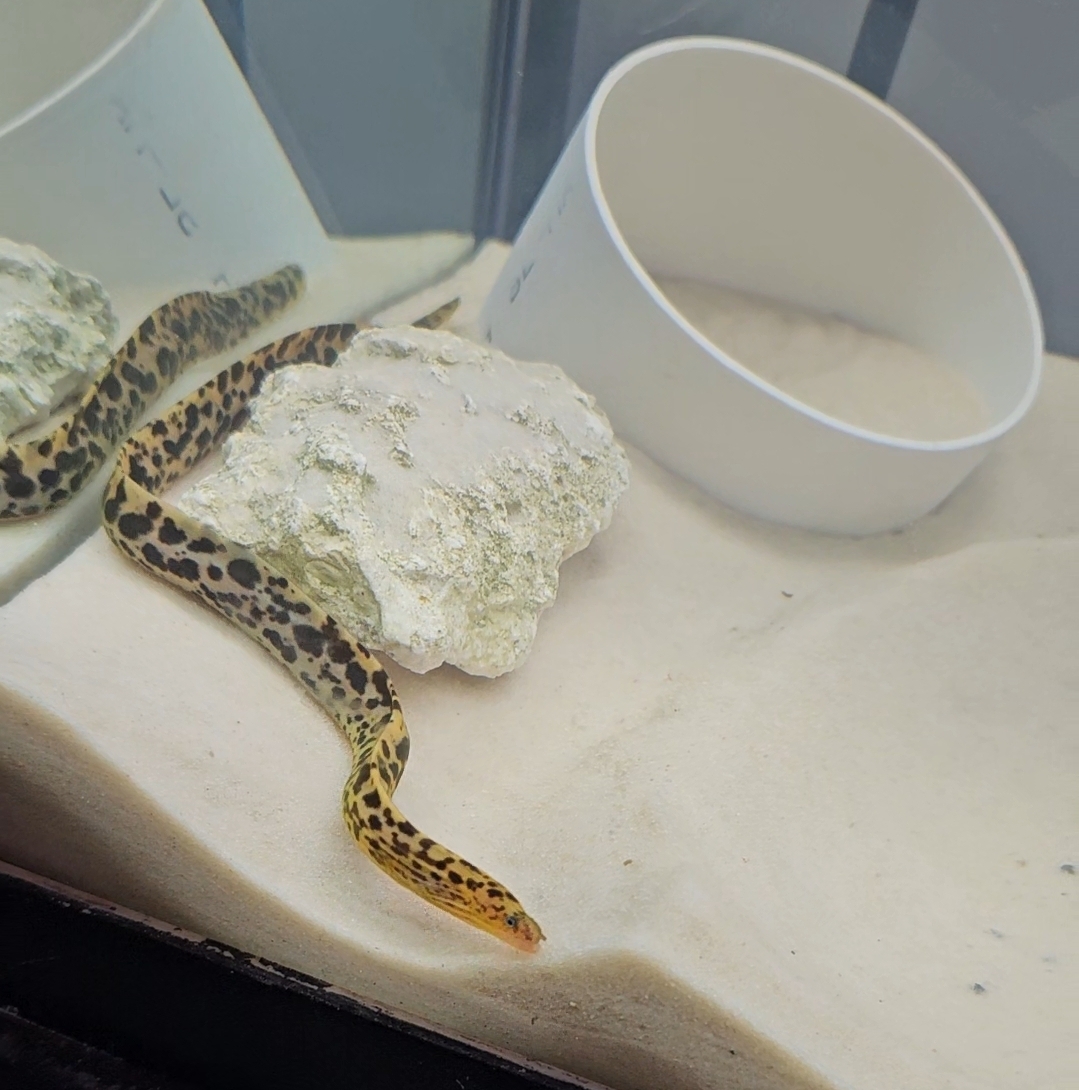 Baby Eels Unknown Species – ExoticFishGuy