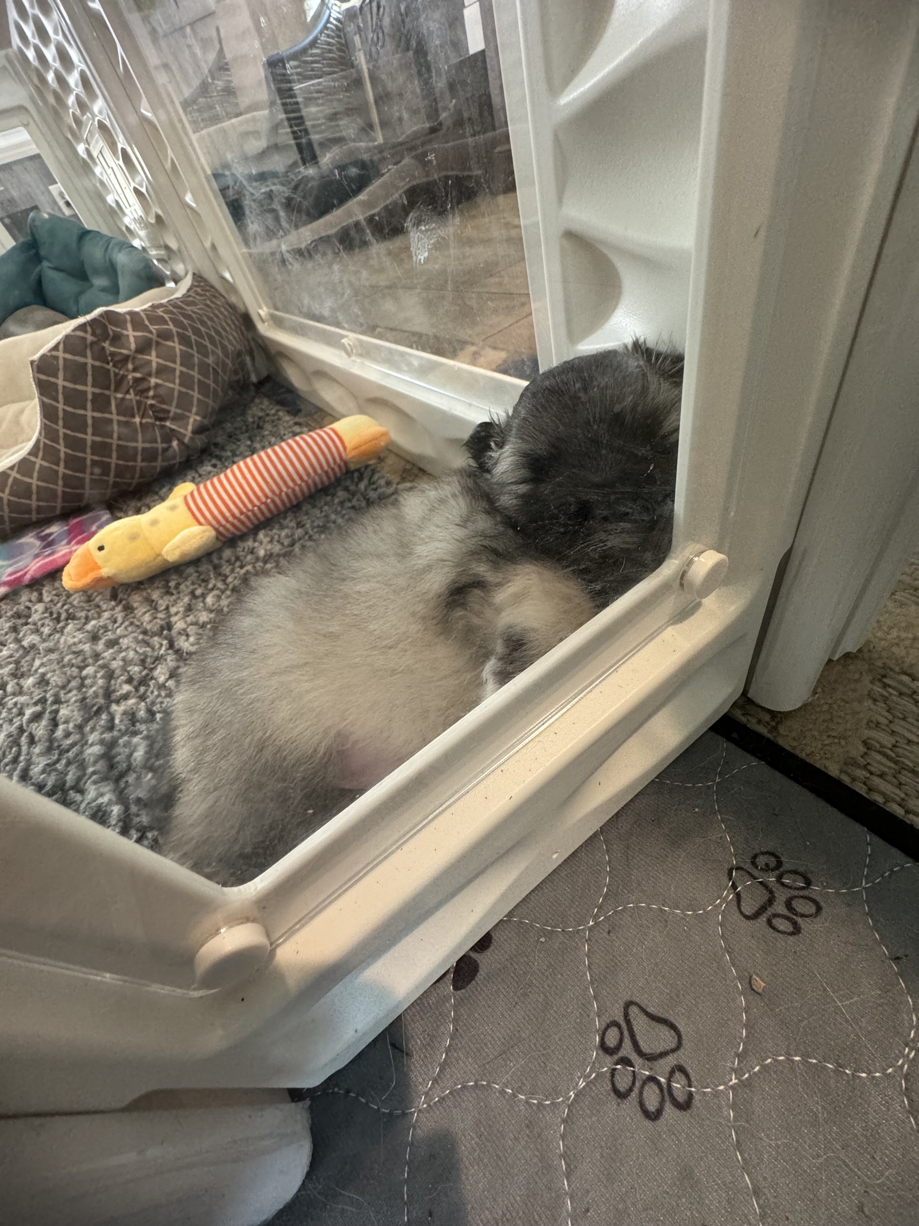 Whelping Kit | Puppy Birthing Supplies – EZwhelp